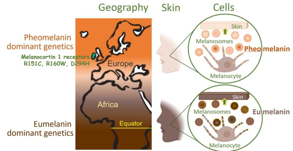 Red Hair Genetics: 5 Things You May Not Know - AIM at Melanoma Foundation