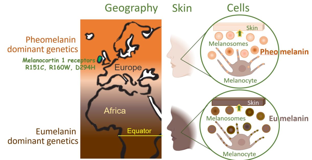 Red Hair Genetics: 5 Things You May Not Know - AIM at Melanoma Foundation