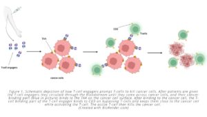 Notes from the Lab: T-Cell Engagers, the Next Stage in Cancer ...